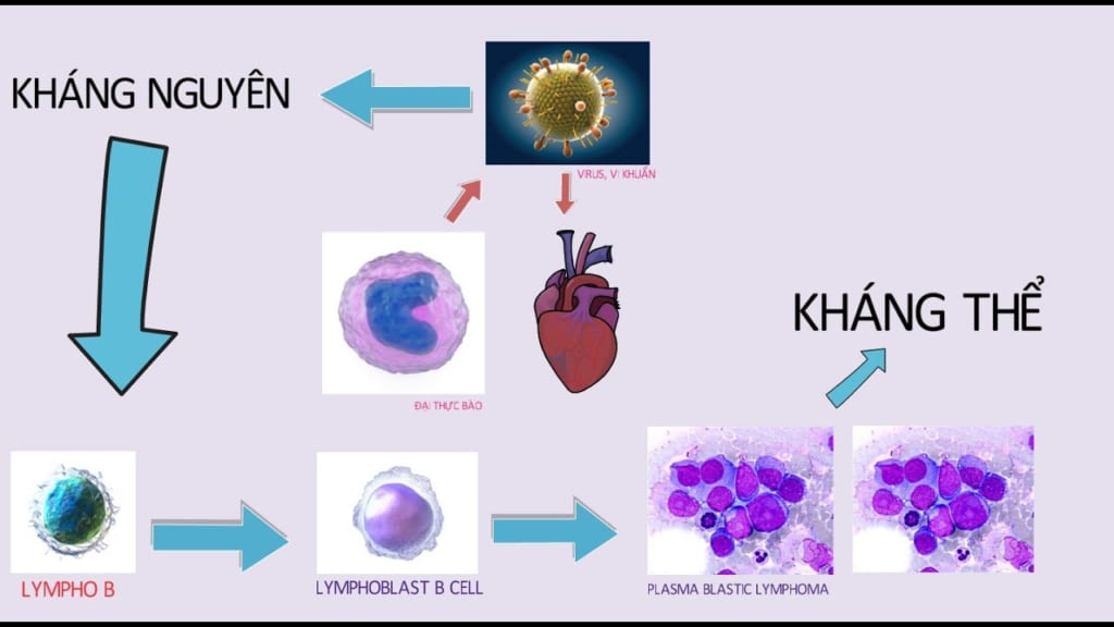 Tế bào lympho B - Thành phần quan trọng trong hệ miễn dịch