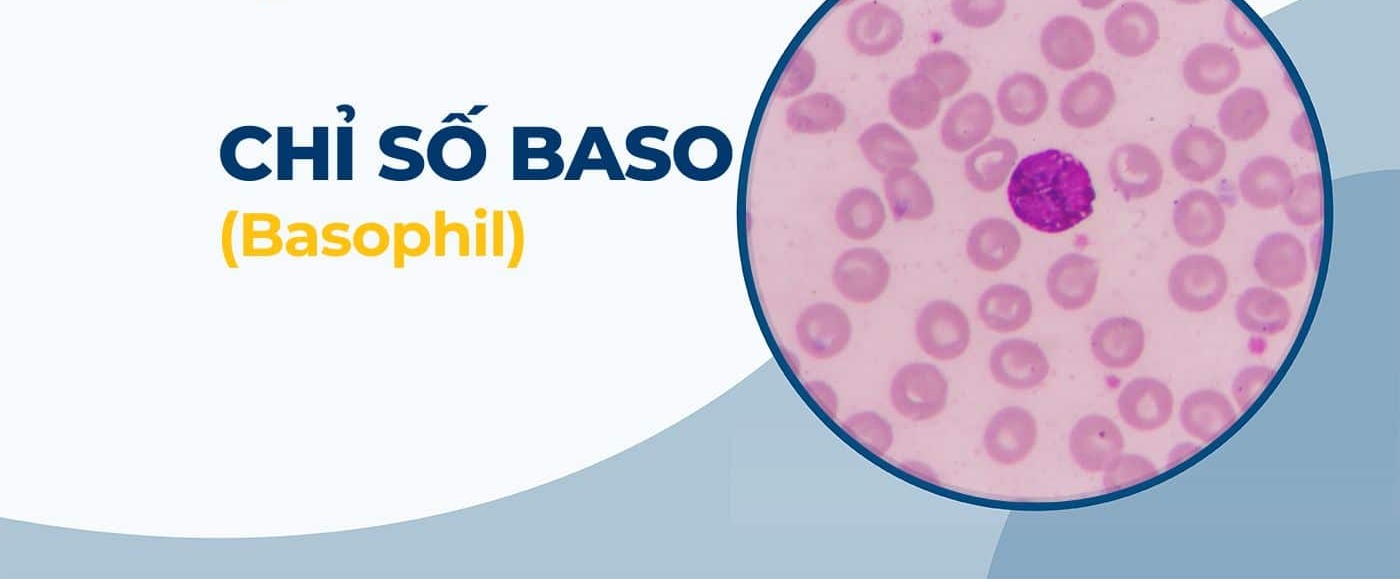 Chỉ số BASO trong xét nghiệm máu là gì? Giải mã chi tiết